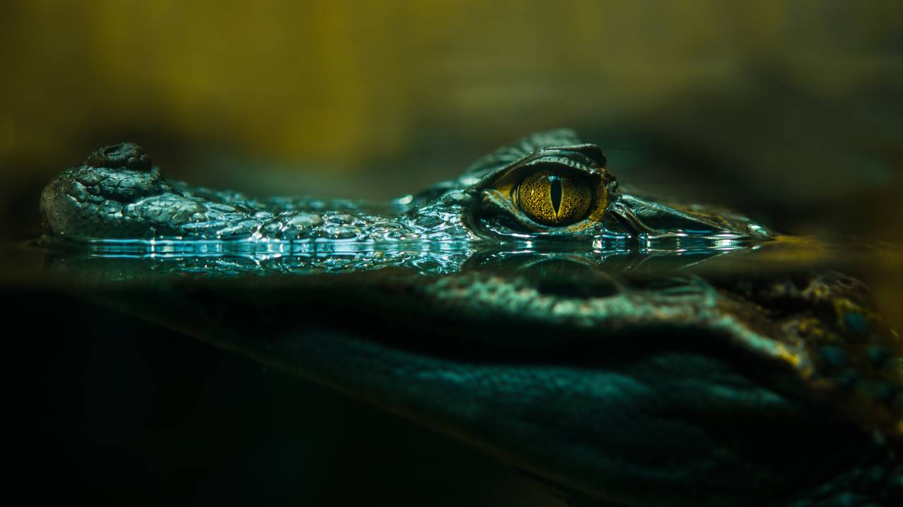Alligator brings in new CFO ahead of phase III - Biostock